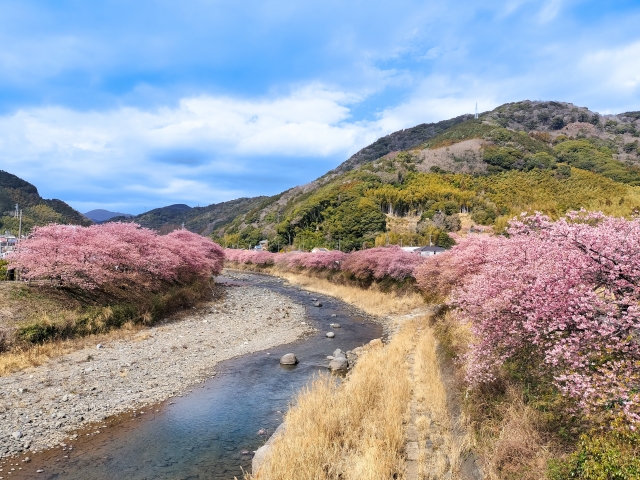 Prakiraan Cuaca Jepang 26 Maret–1 April 2026, Sakura Mekar di Tokyo dan ...