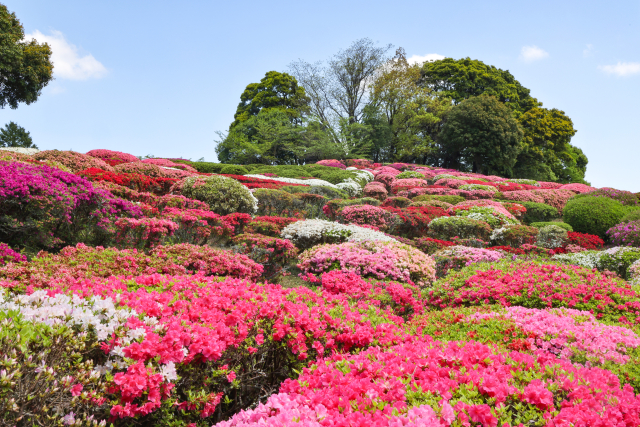 Prakiraan Cuaca Jepang 30 April-6 Mei 2026: Tokyo-Osaka Hangat ...
