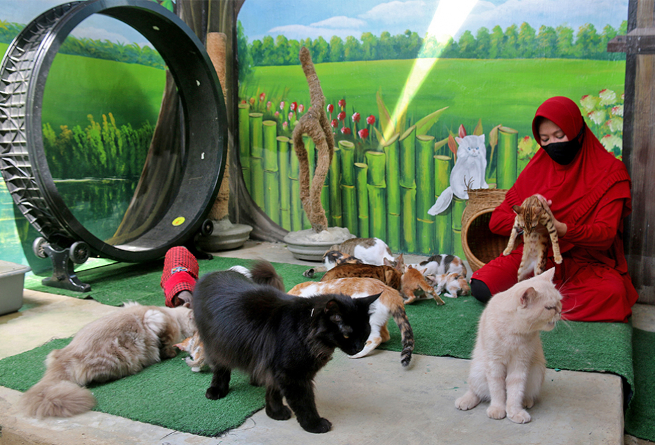 Kisah Dokter di Aceh Jadi ''Ibu'' Puluhan Kucing Telantar